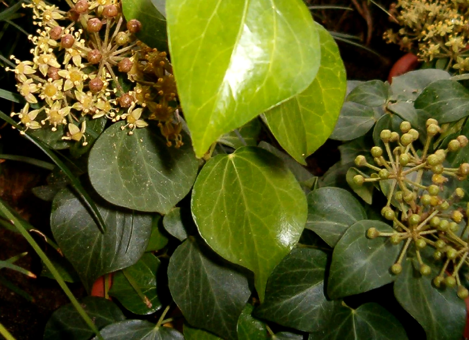 20 Types of Ivy Plants You Should Know | Plantly