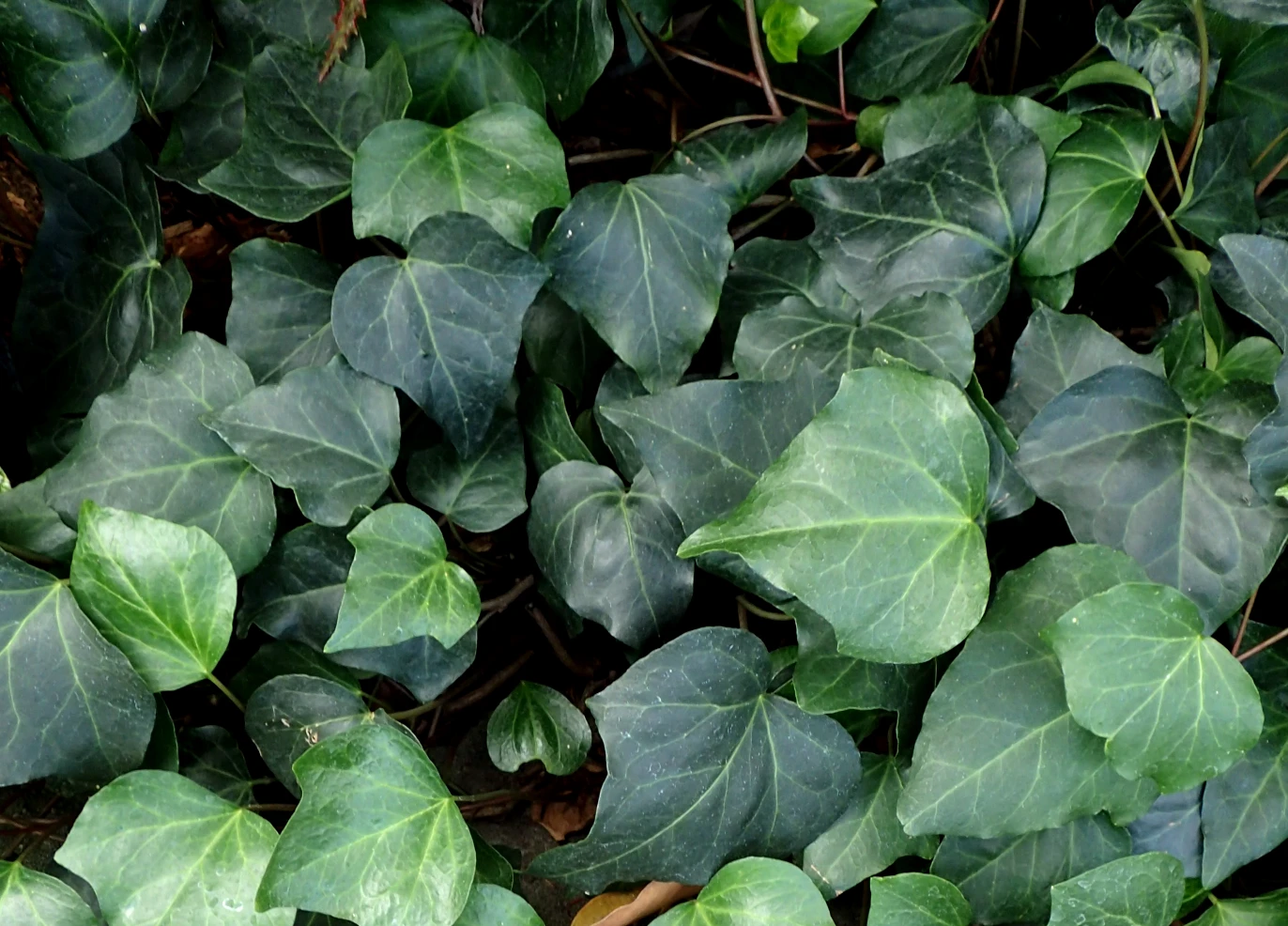 20 Types of Ivy Plants You Should Know | Plantly
