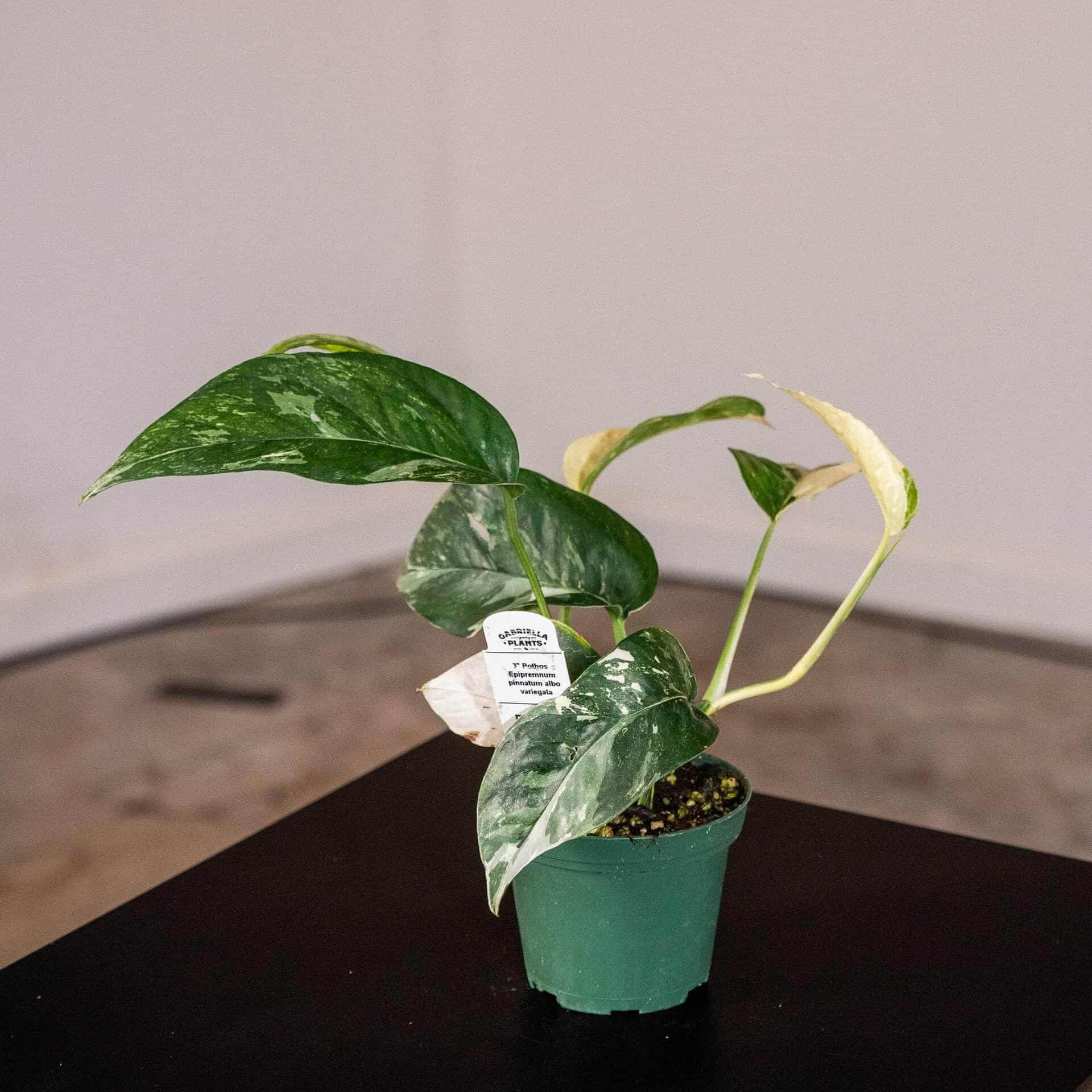 Buy Online | Epipremnum Pinnatum Albo Variegata | Plantly