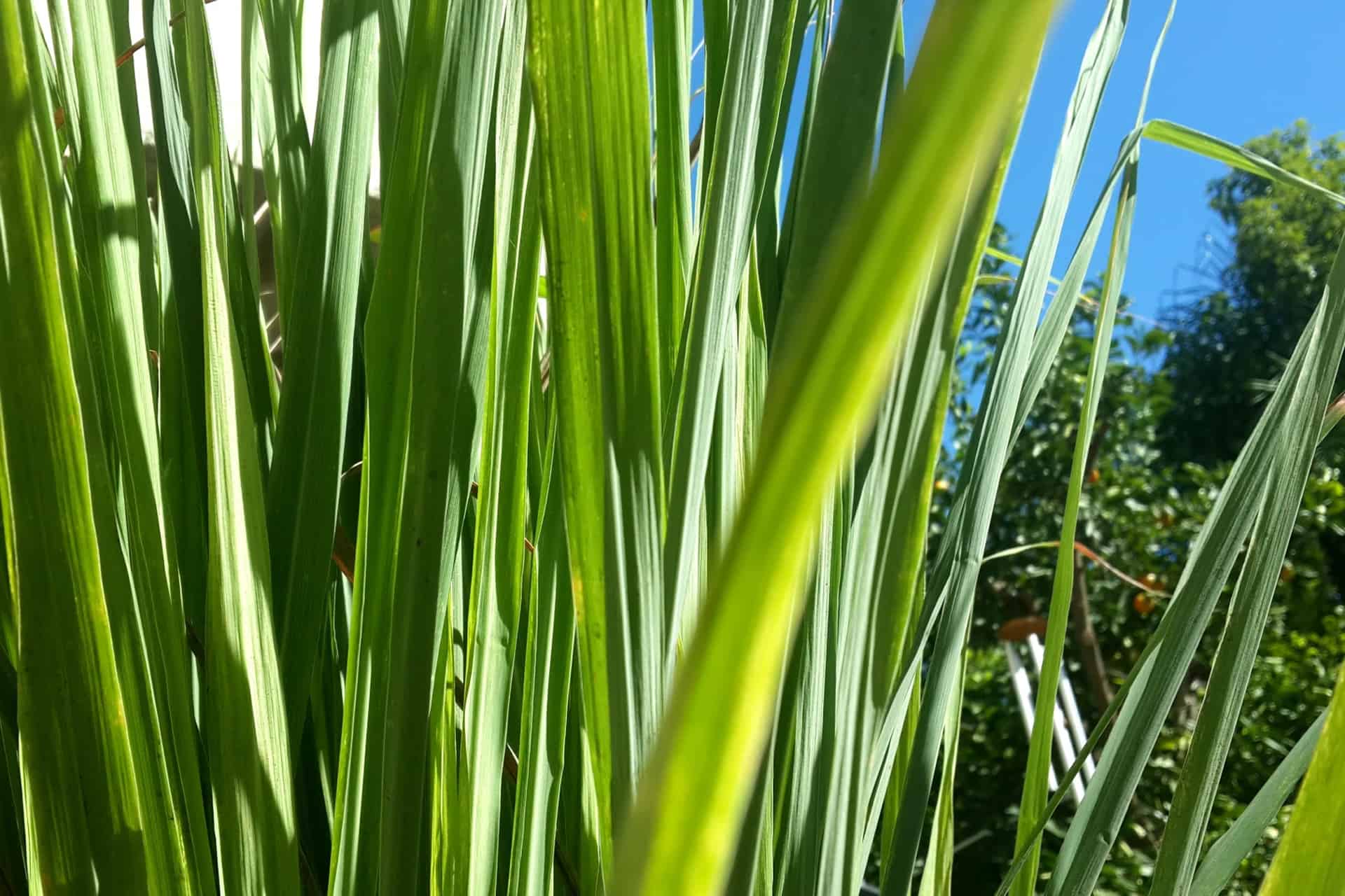 How to Grow and Care for Lemongrass | Plantly