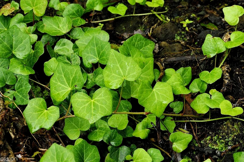 20 Types of Ivy Plants You Should Know | Plantly