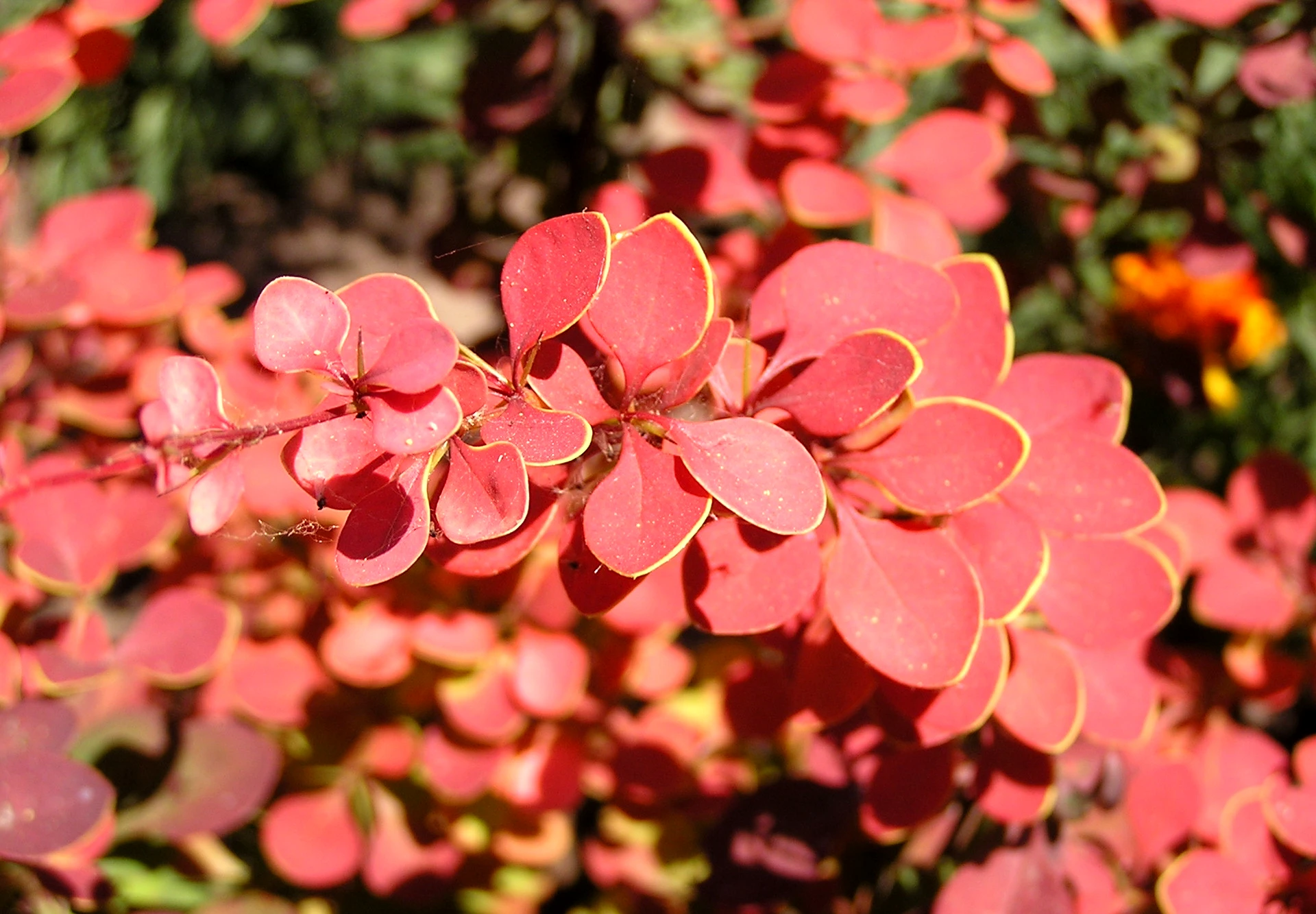 Orange Rocket Barberry Plant Care | Plantly
