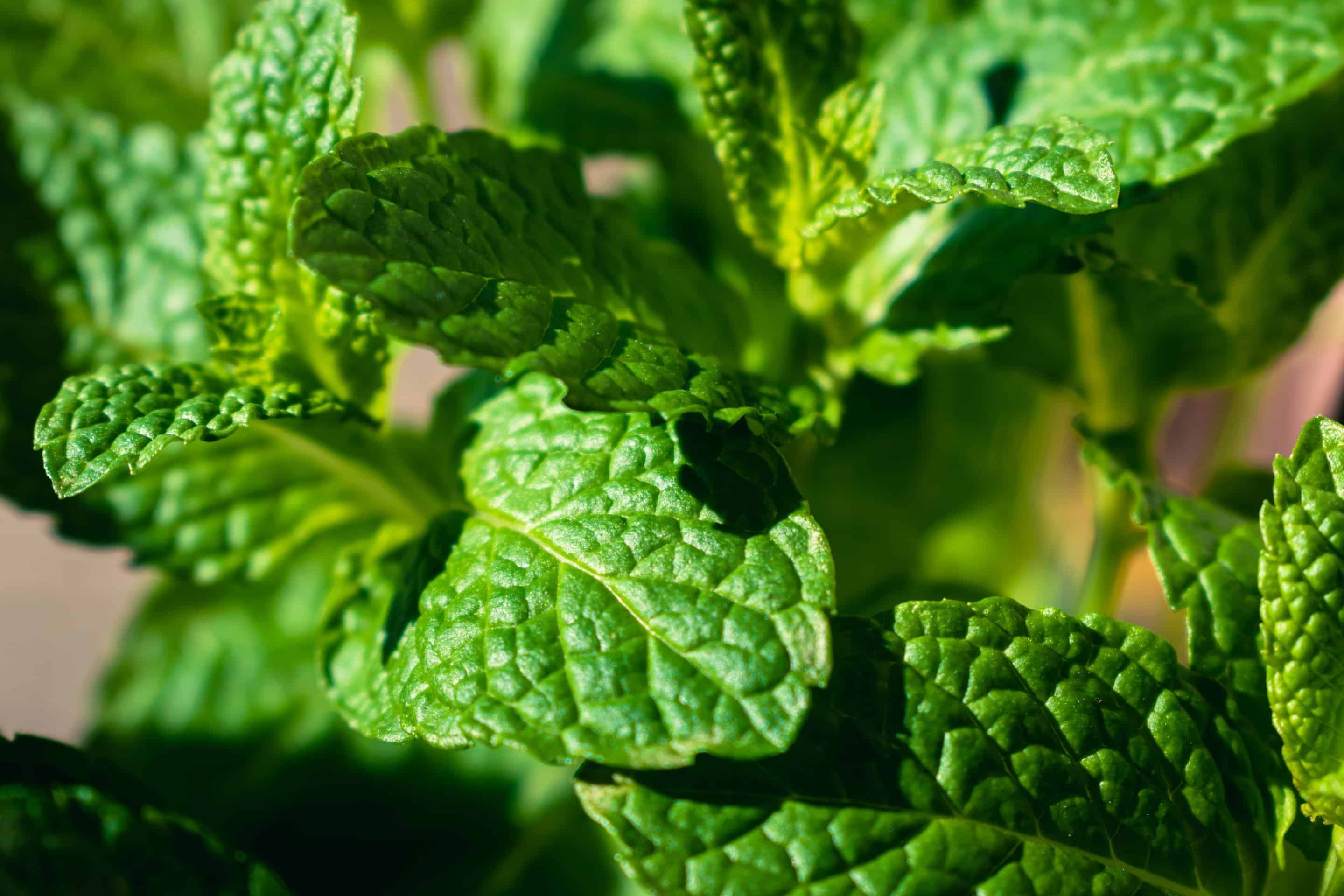 How to Grow and Care for Mint | Plantly