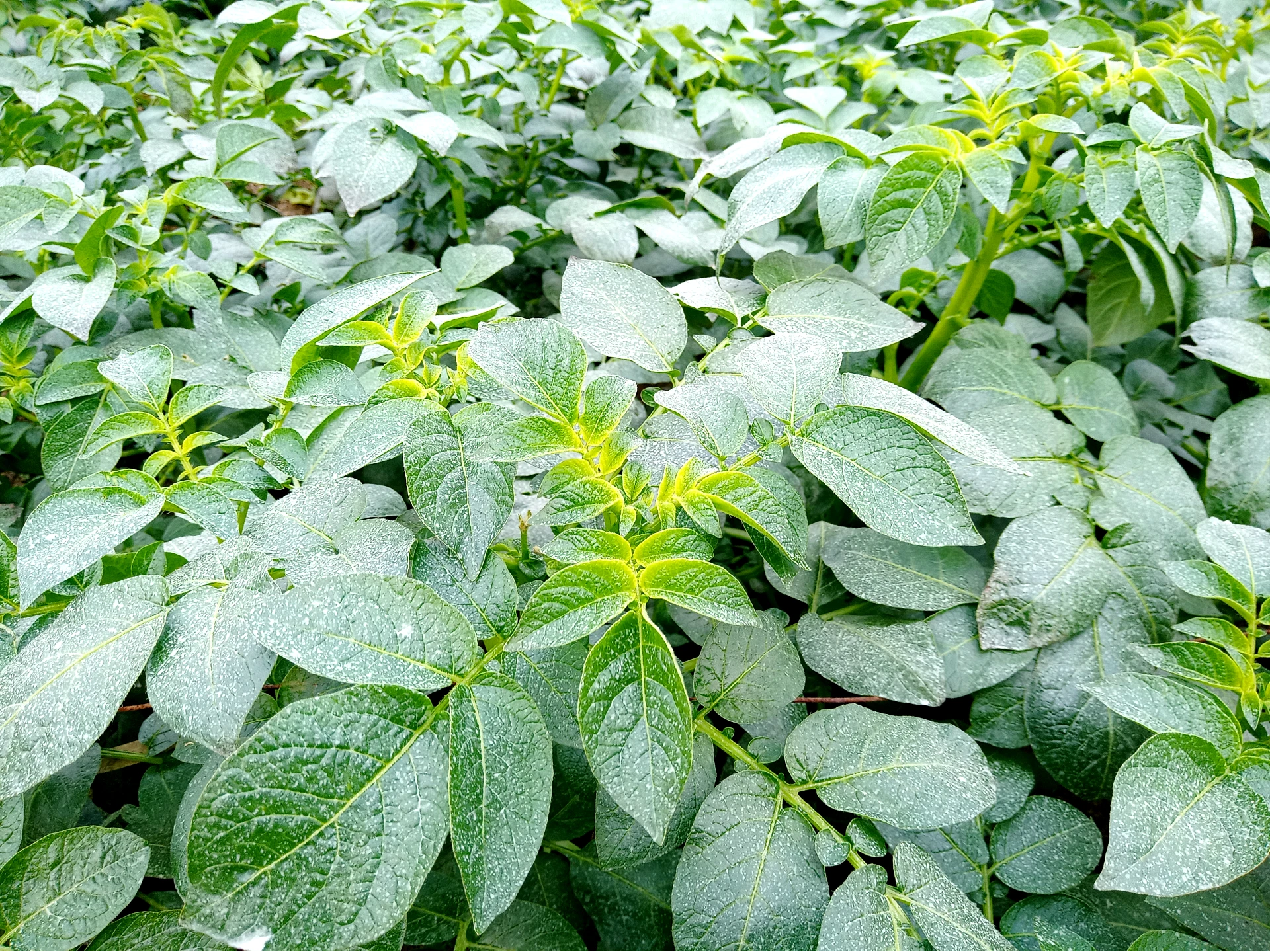 How to Grow Potatoes | Plantly