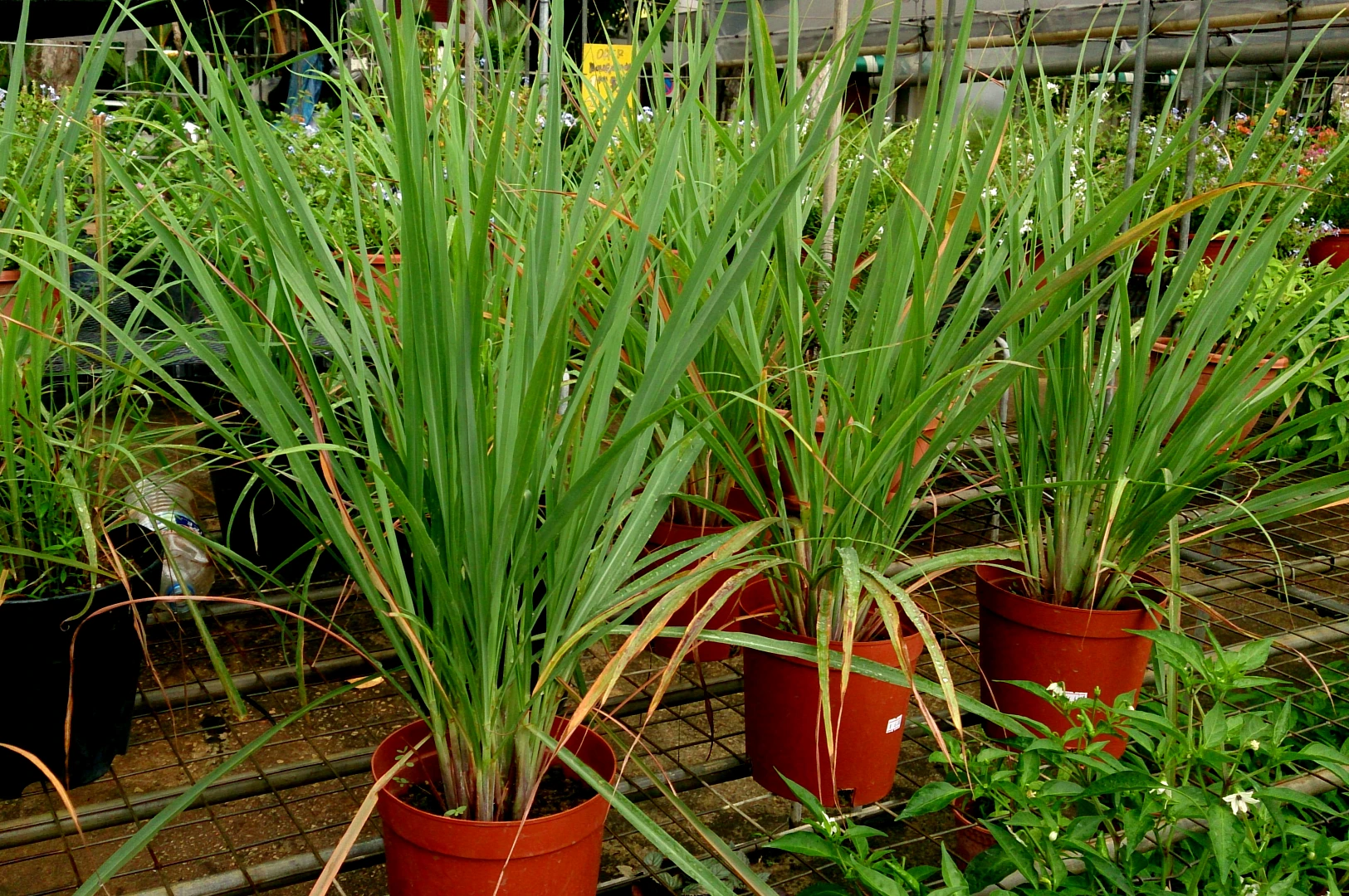 How to Grow and Care for Lemongrass | Plantly