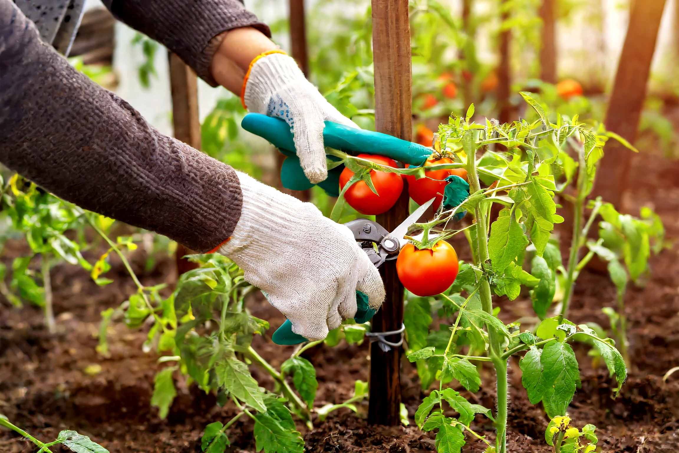 Better Boy Tomatoes: Care & Growing Guide | Plantly