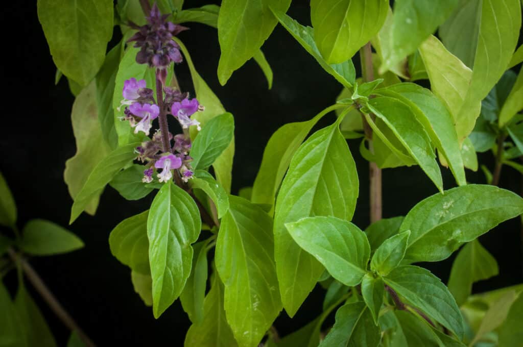 How to Grow Thai Basil | Plantly