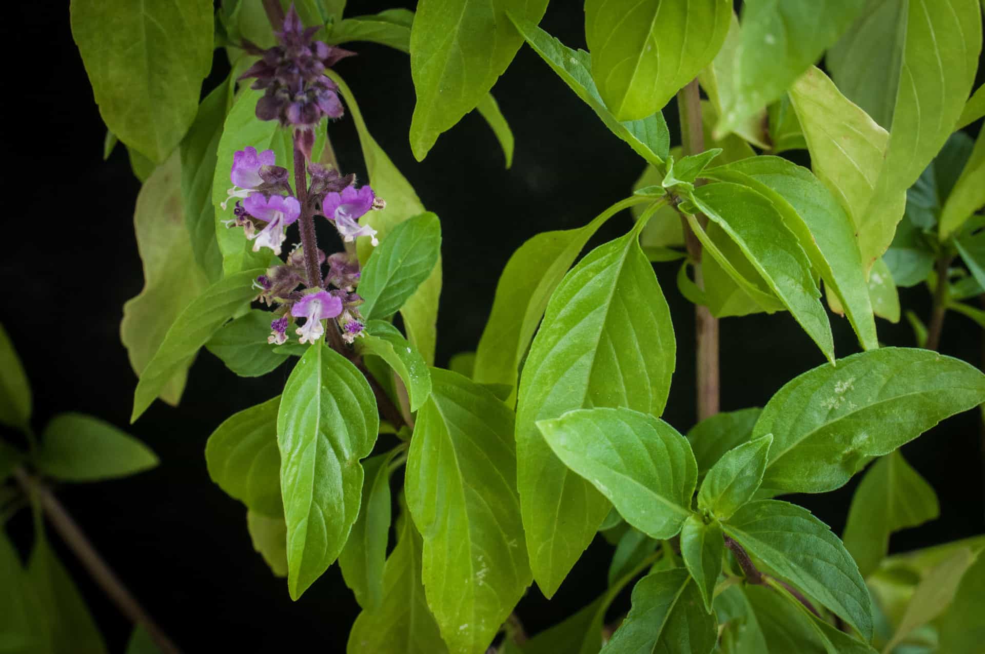 How to Grow Thai Basil | Plantly