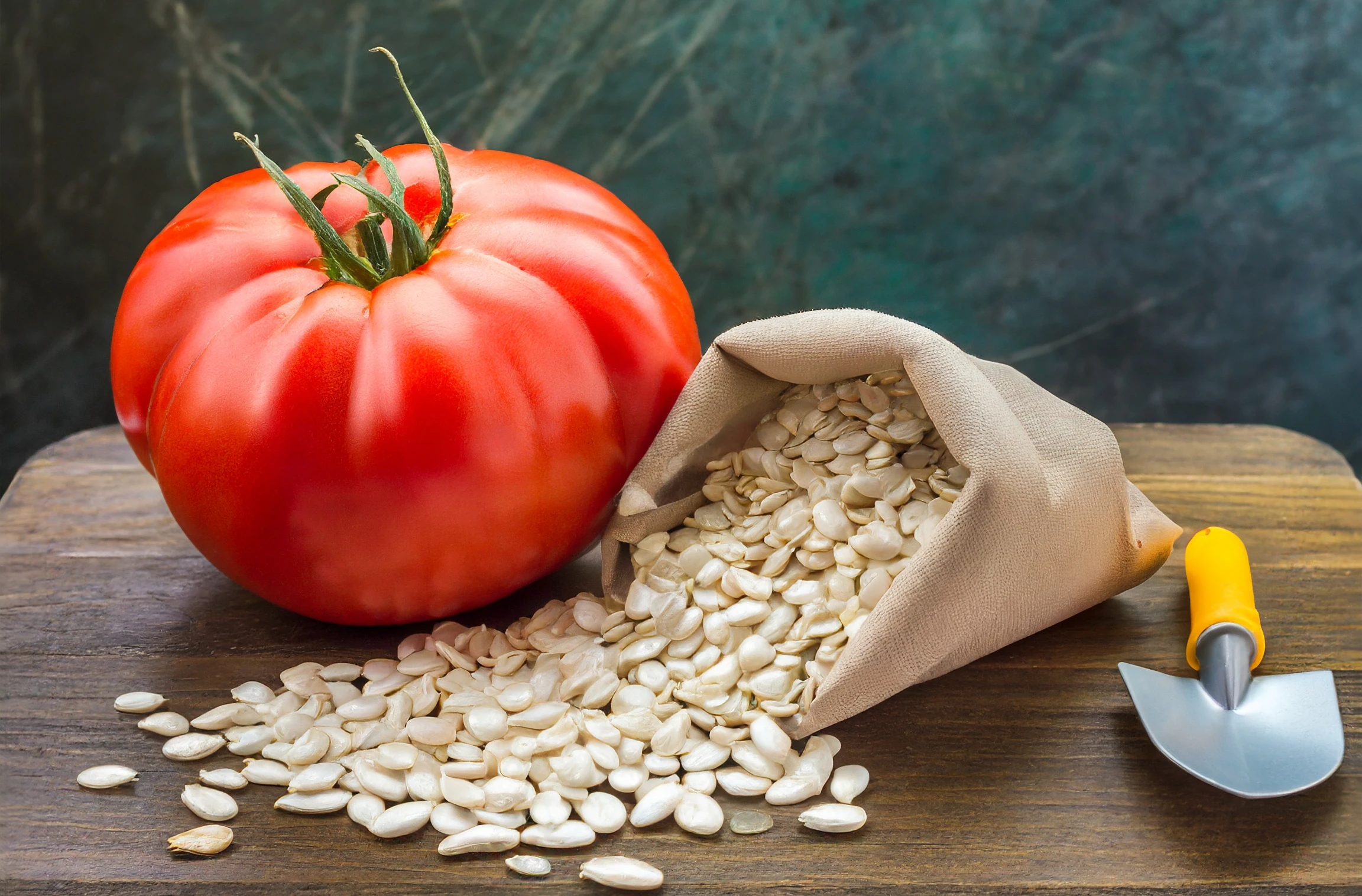 Better Boy Tomatoes: Care & Growing Guide | Plantly