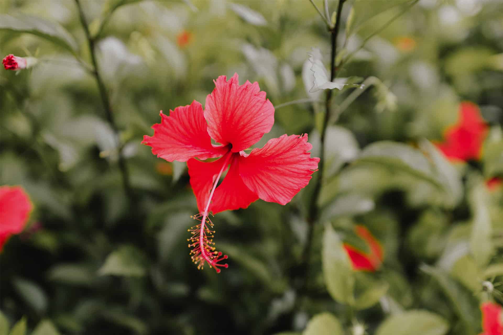 Hardy Hibiscus Tree Care And Tips | Plantly