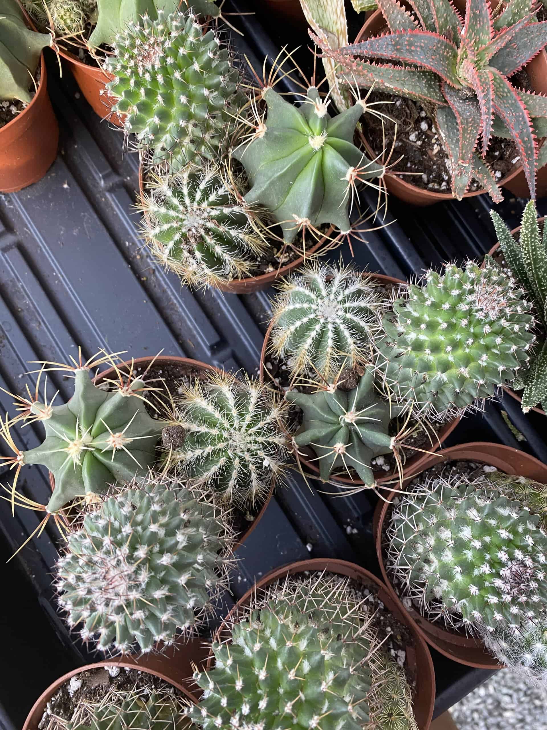 On Sale | Cacti Cactus Combo Trio | Plantly