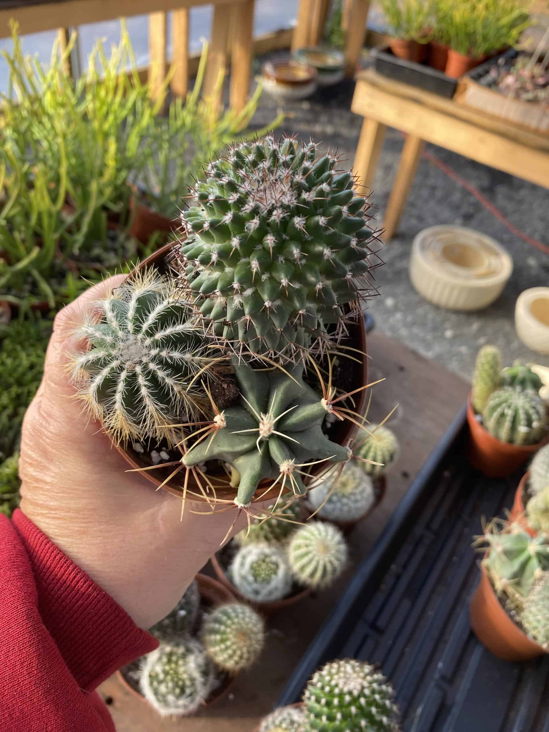On Sale | Cacti Cactus Combo Trio | Plantly