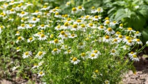 How to Grow and Care for Chamomile | Plantly