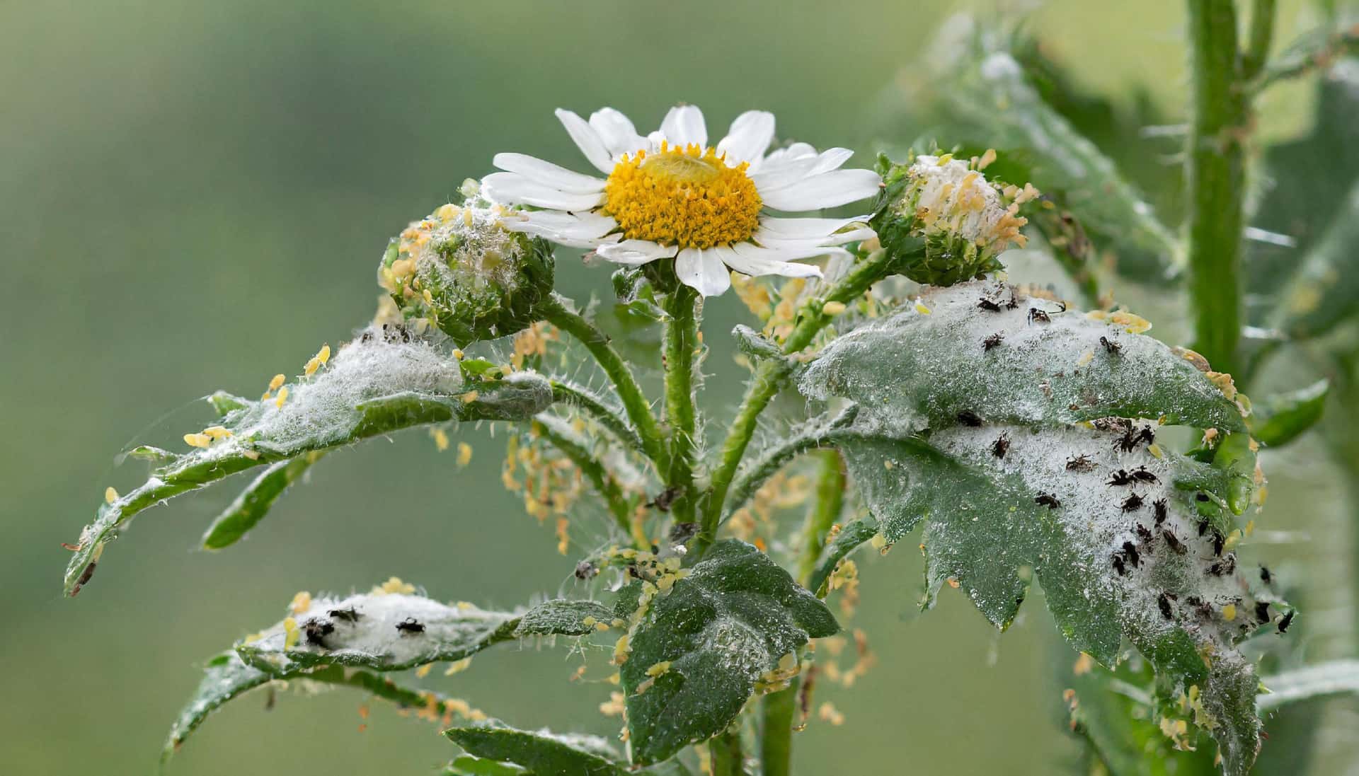How to Grow and Care for Chamomile | Plantly