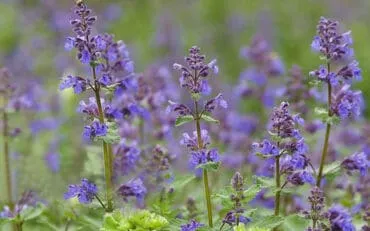 How to Grow and Care for Catnip Plants | Plantly