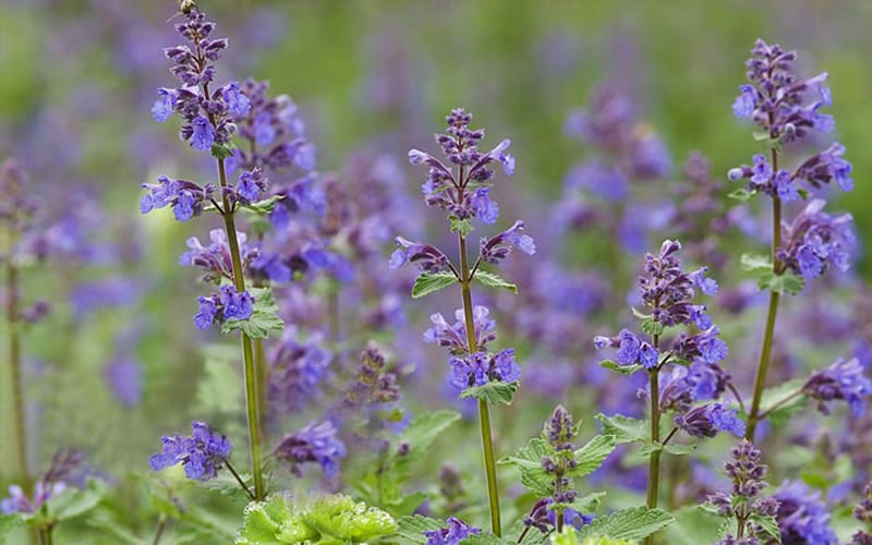 How to Grow and Care for Catnip Plants | Plantly