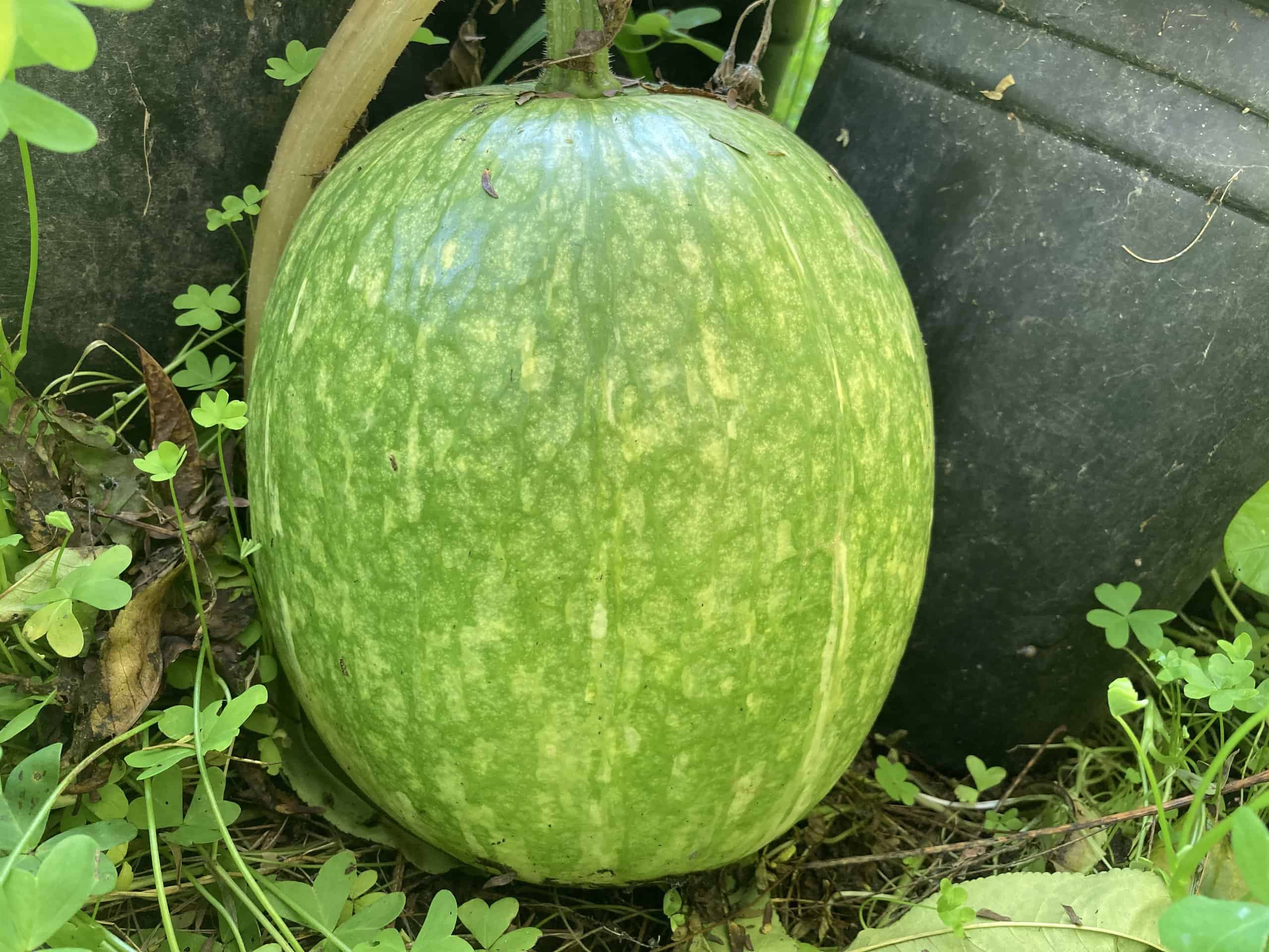 Cucurbita Ficifolia (Chilacayote), Alcayota Squash Heirloom Seeds | Plantly