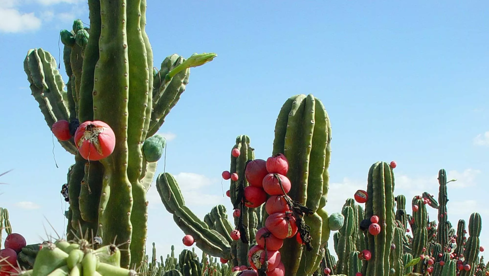 Buy Online | Peruvian Apple Cactus | Plantly