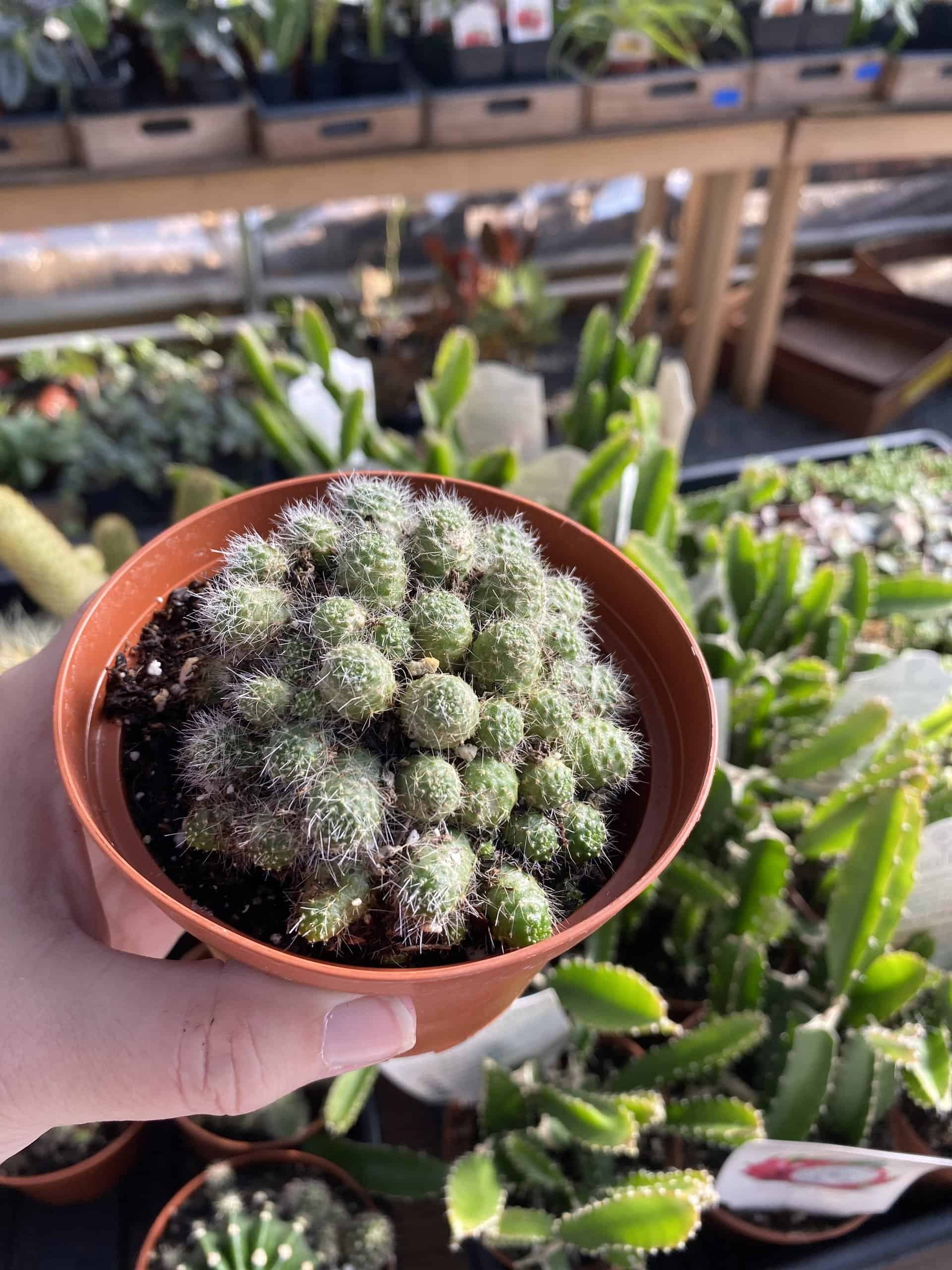 Cactus Rebutia Albiflora Aylostera Albiflora 4" Pot Live Plant | Plantly