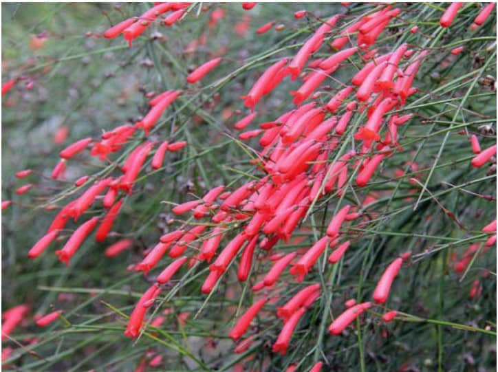 On Sale | Firecracker Tropical Plant | Plantly