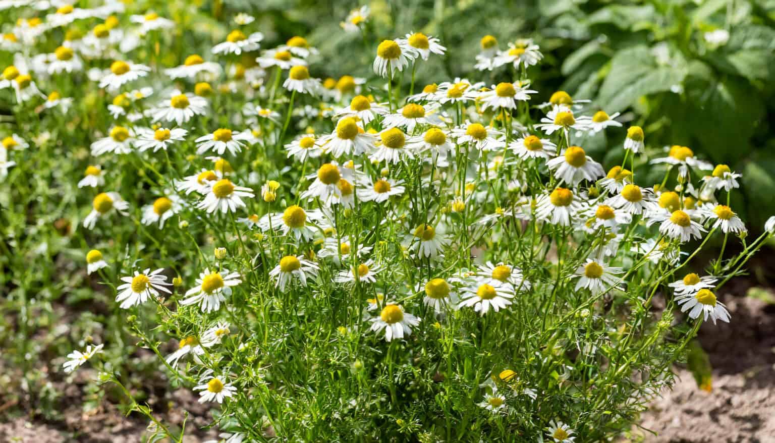How to Grow and Care for Chamomile | Plantly