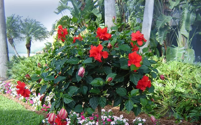 Hardy Hibiscus Tree Care And Tips | Plantly