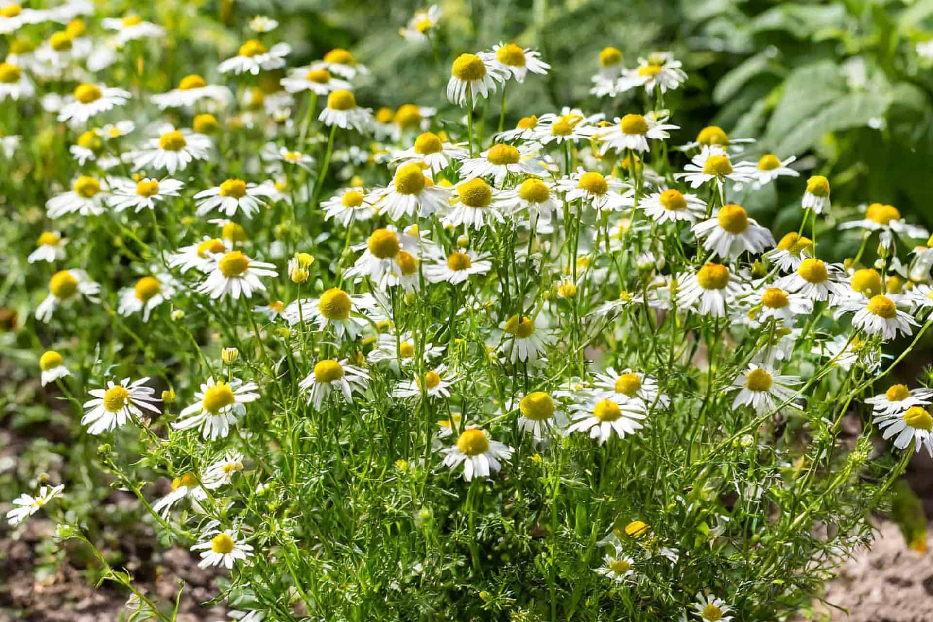 How to Grow and Care for Chamomile | Plantly