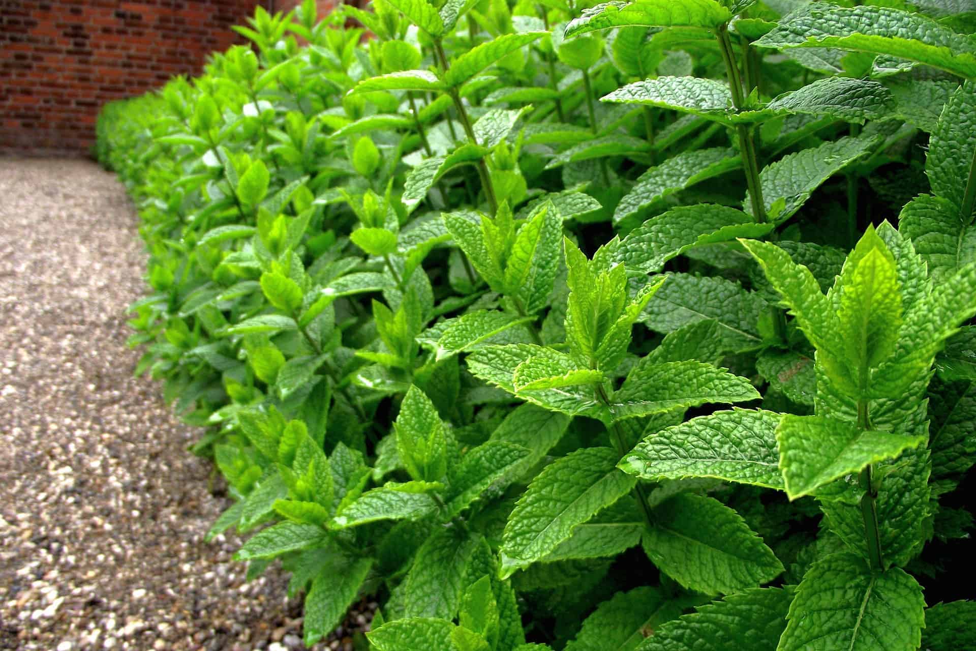 How to Grow and Care for Peppermint | Plantly