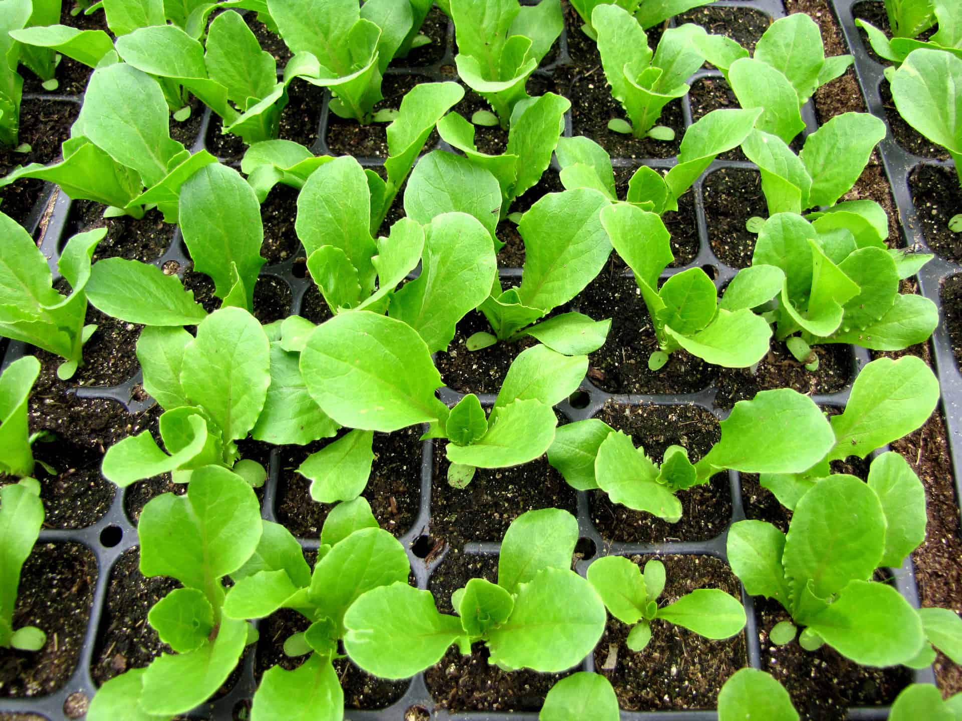How to Grow and Care for Lettuce Plant | Plantly