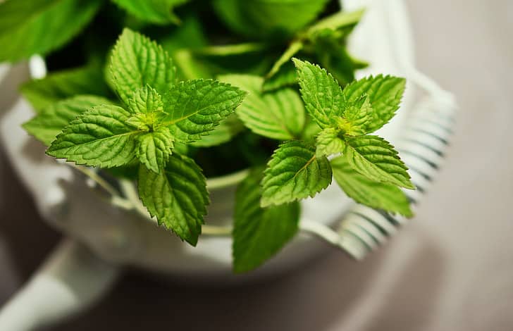 How to Grow and Care for Peppermint | Plantly