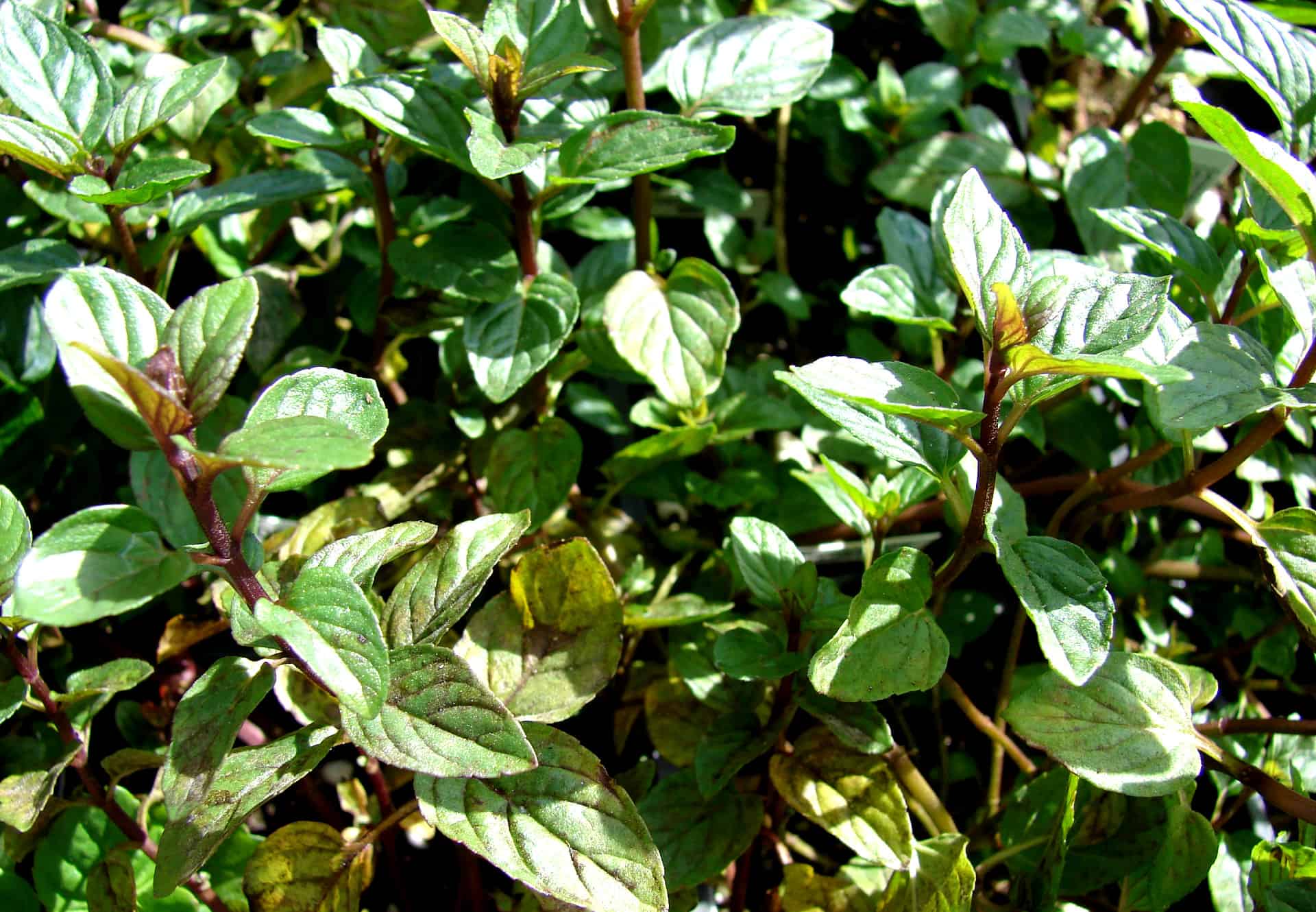 How to Grow and Care for Peppermint | Plantly