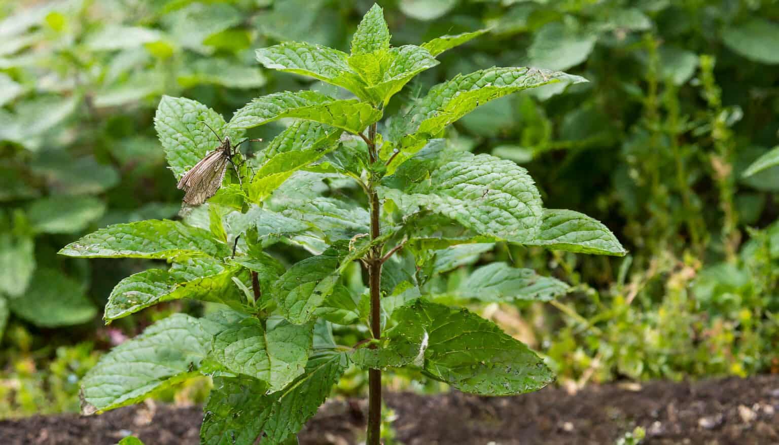 How to Grow and Care for Peppermint | Plantly