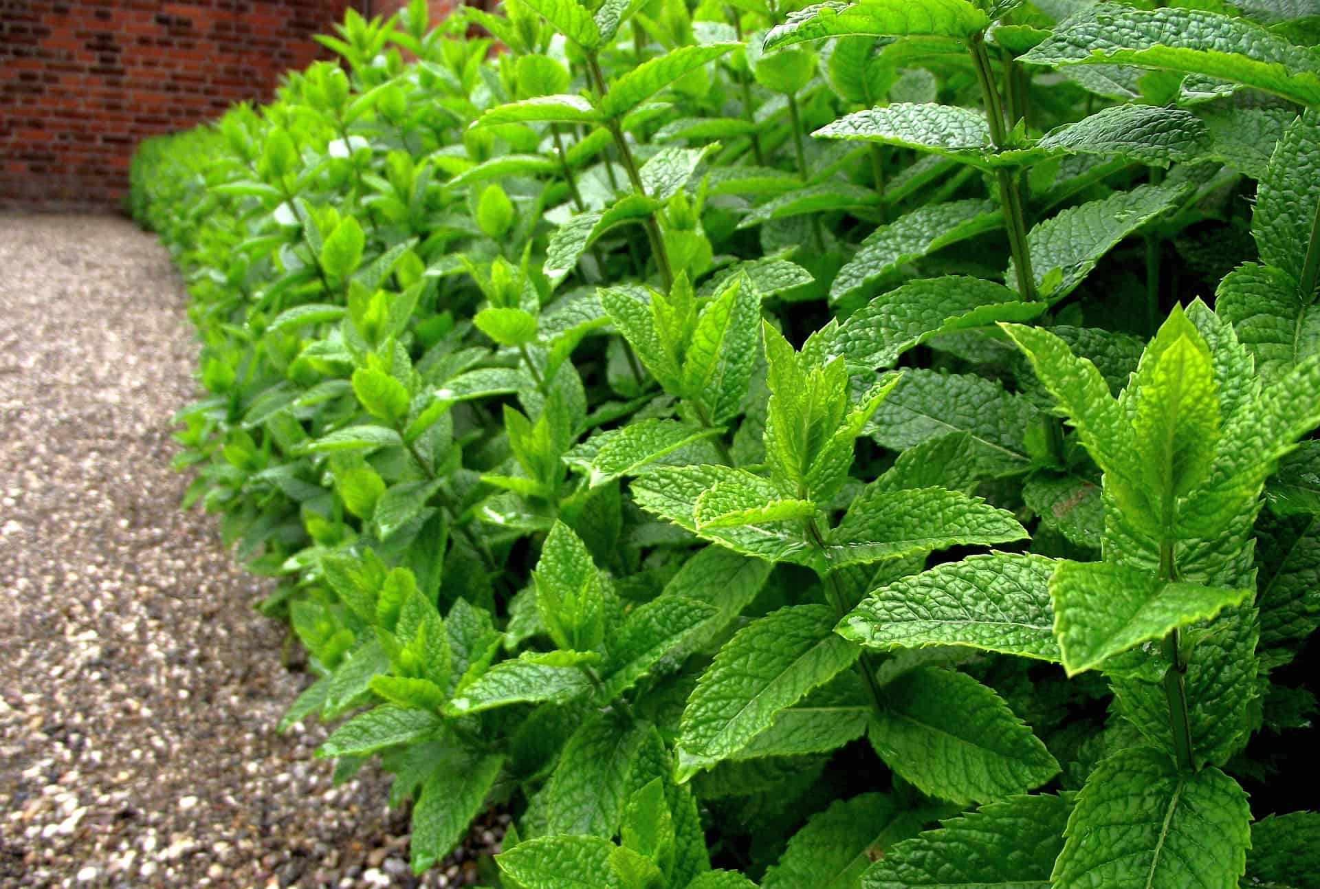 How to Grow and Care for Peppermint | Plantly