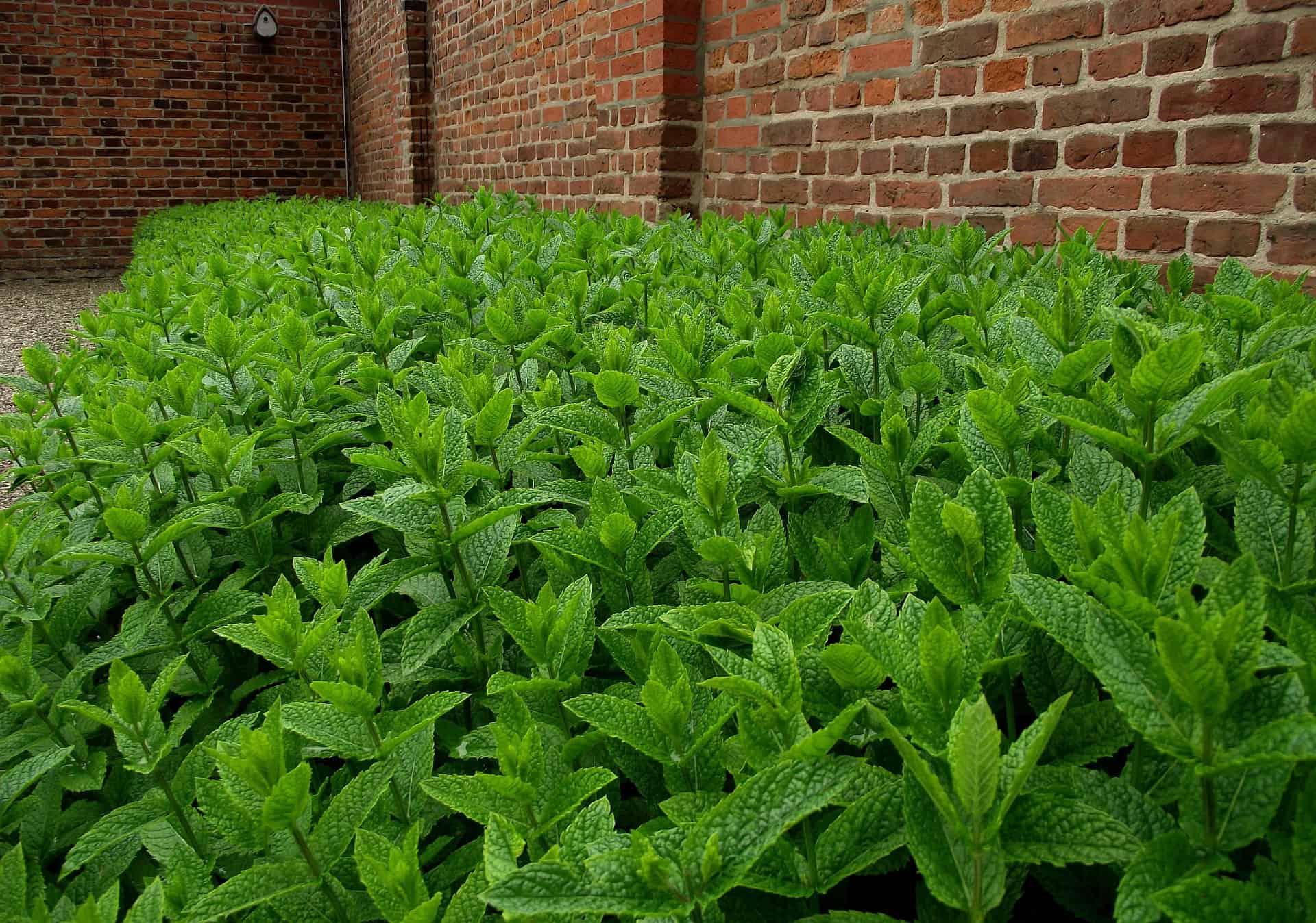 How to Grow and Care for Peppermint | Plantly