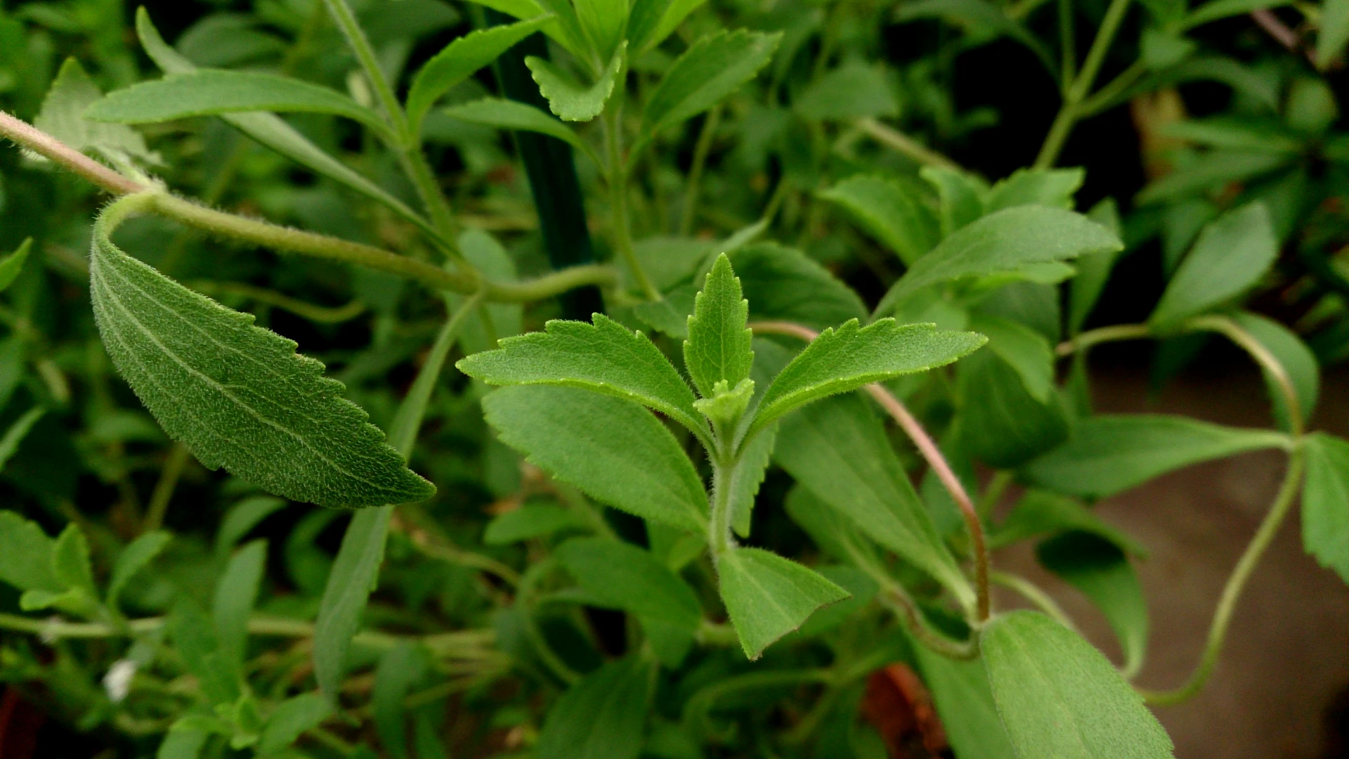 How to Grow and Care for Stevia Plants | Plantly