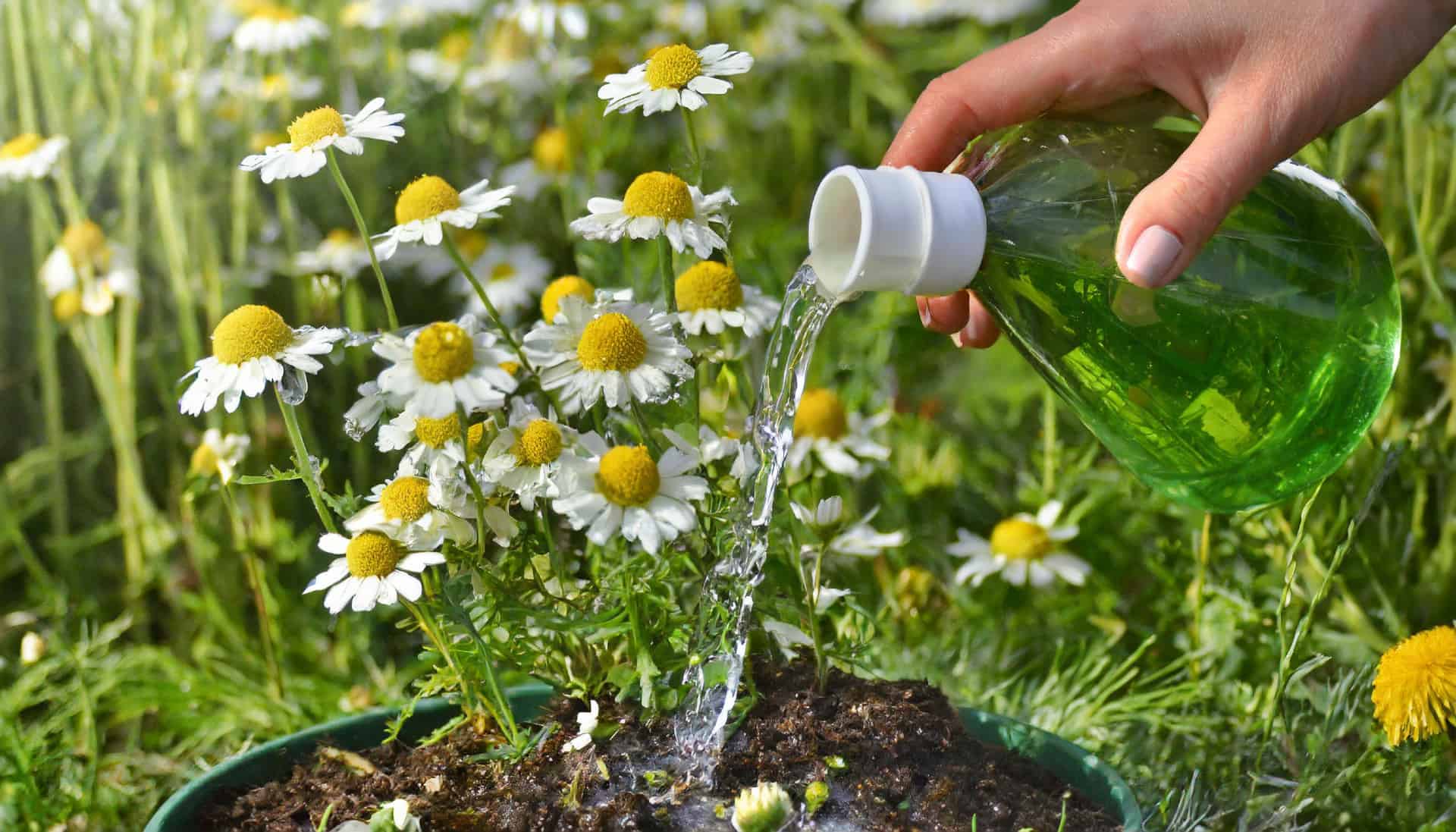 How to Grow and Care for Chamomile | Plantly
