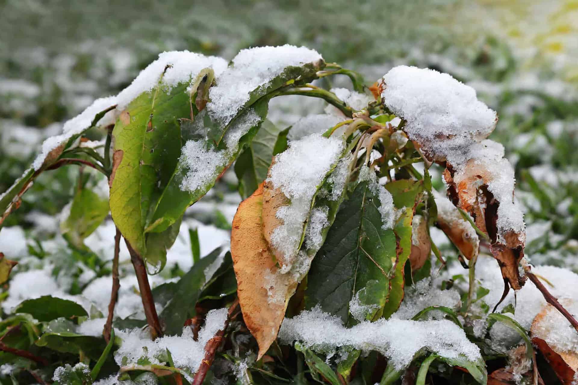 Saving Your Garden: Recover Winter Plant Care | Plantly