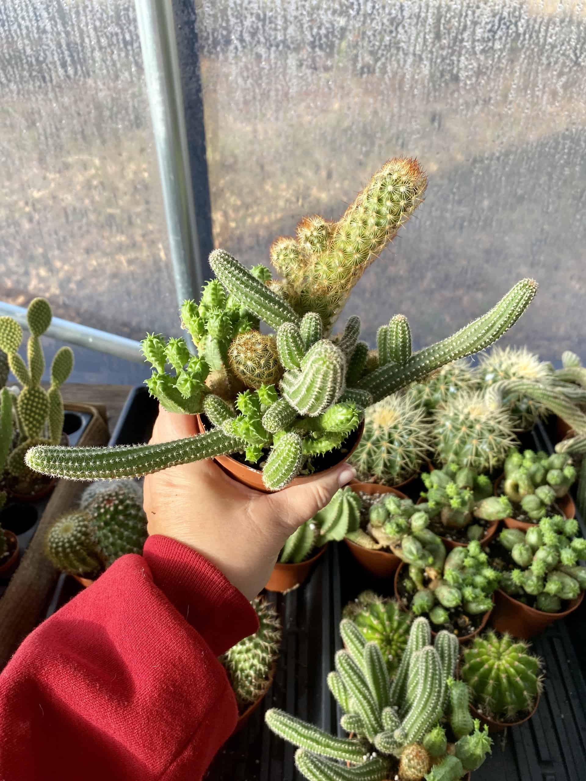 Cacti Cactus Combo Trio Mix #4 Three Cactus per 4" Pot Live Plant | Plantly