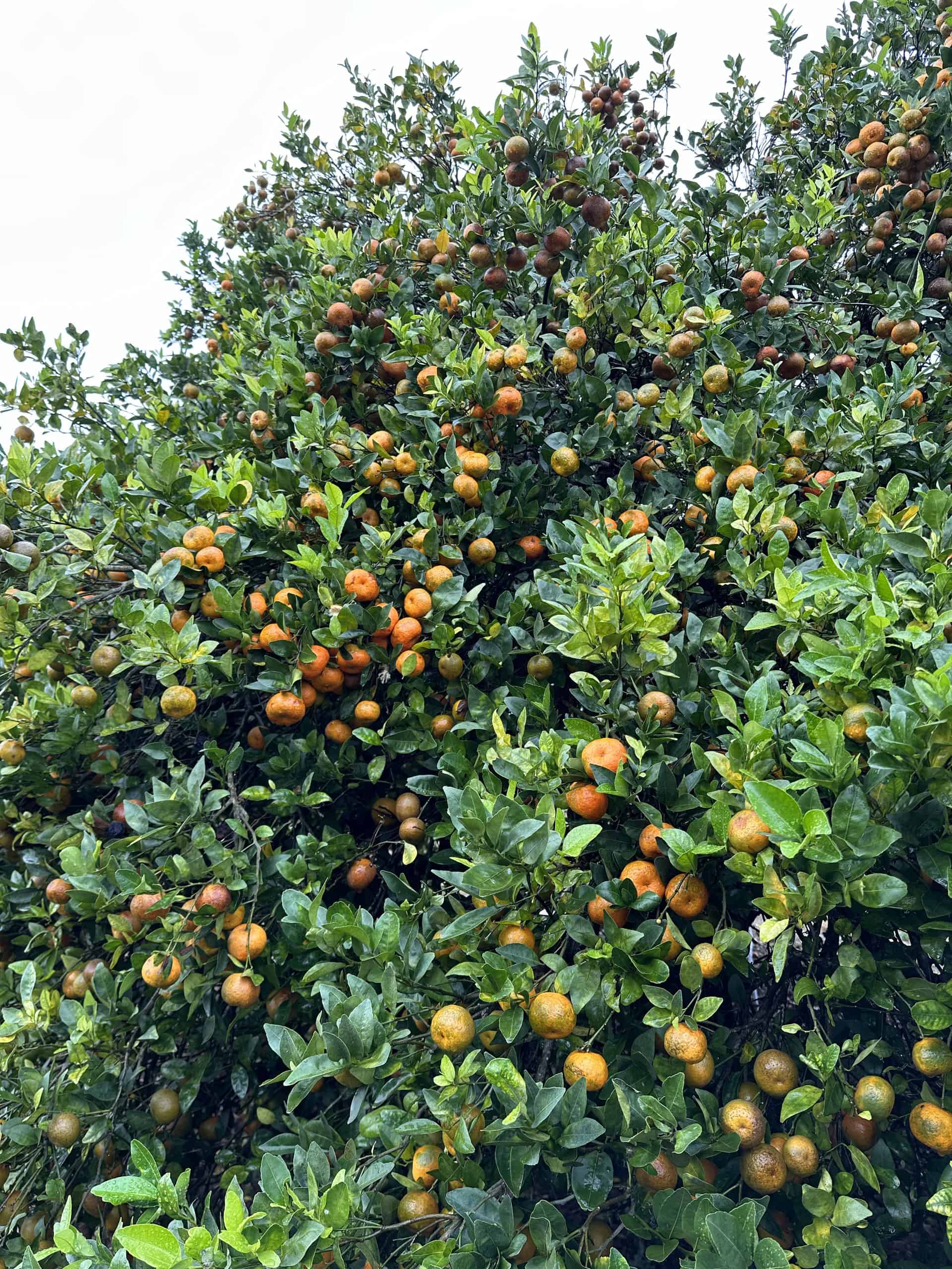 Rare Calamandarin hybrid - 5 seeds (Calamondin X Mandarin) | Plantly
