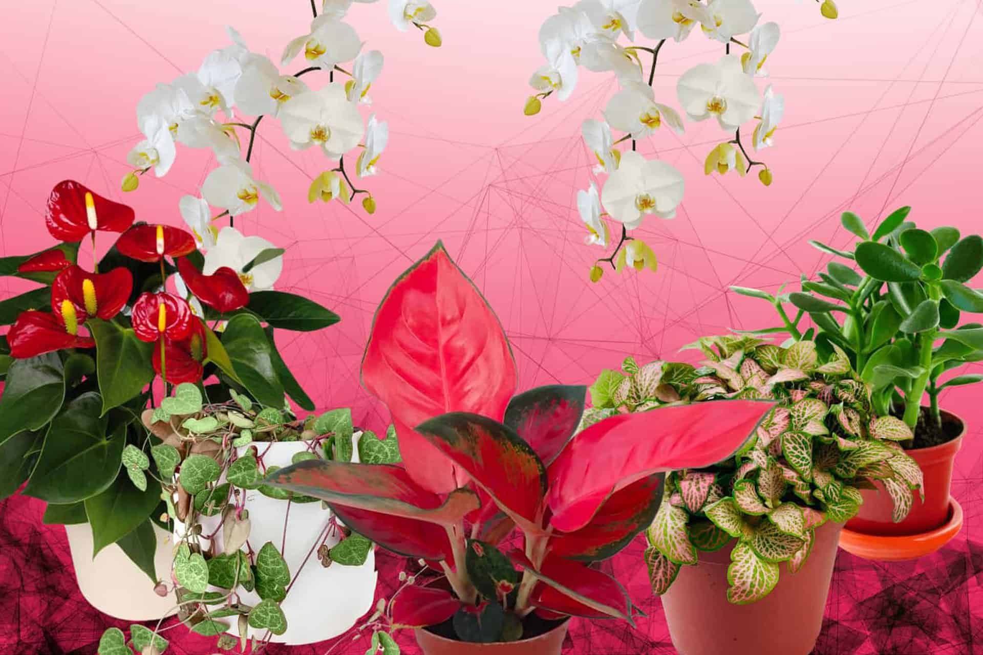 Best Romantic Plants for Love Making | Plantly