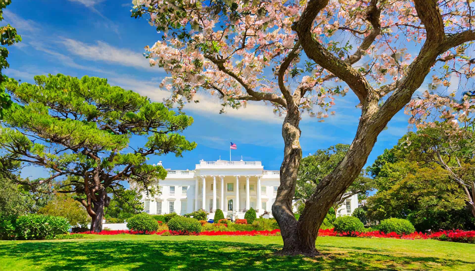 White House Presidential Trees | Plantly
