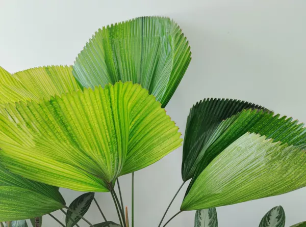 12 Best Indoor Palm Trees To Plant In Your Home | Plantly