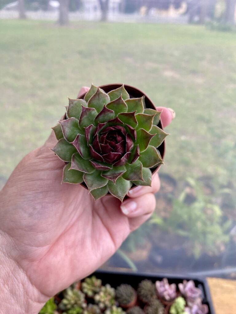 Succulent Hen and Chicks Red Center Sempervivum tectorum 2" Pot L | Plantly
