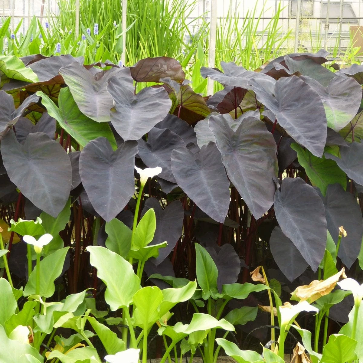 Colocasia Rubra Black Magic | Plantly